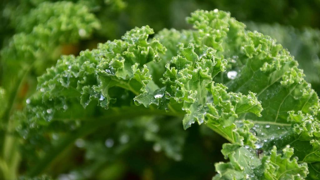 5 Razões Principais para Comer Couve Todos os Dias - Bonavita ...